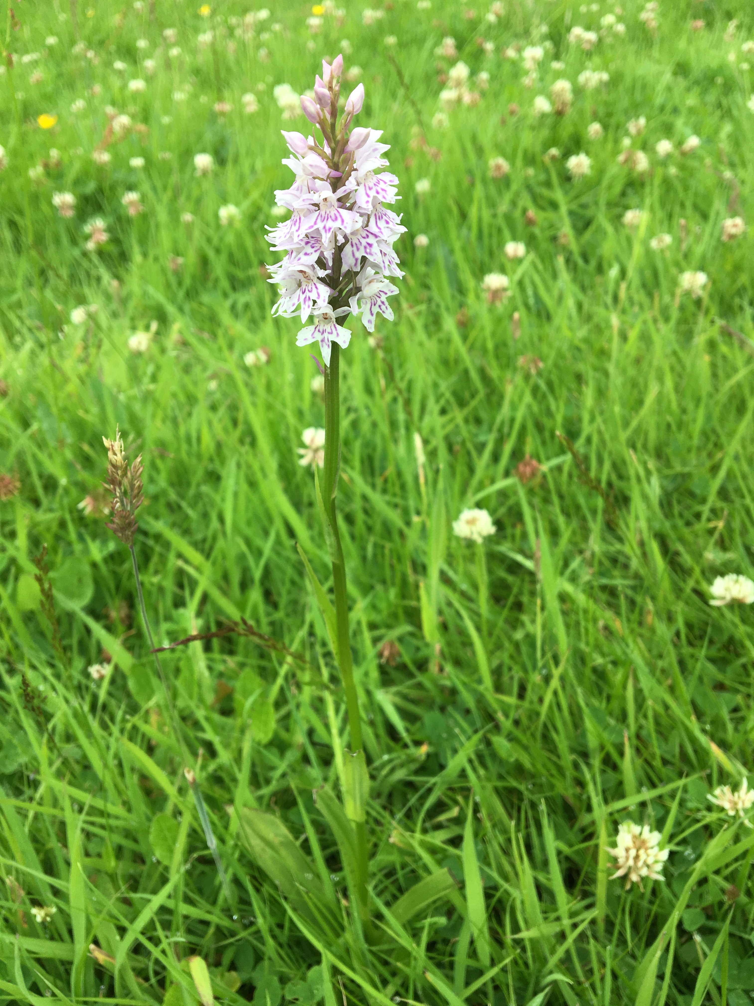 Garden Surprise - Scott - Rothbury, 09.07.16 - EcoEireann