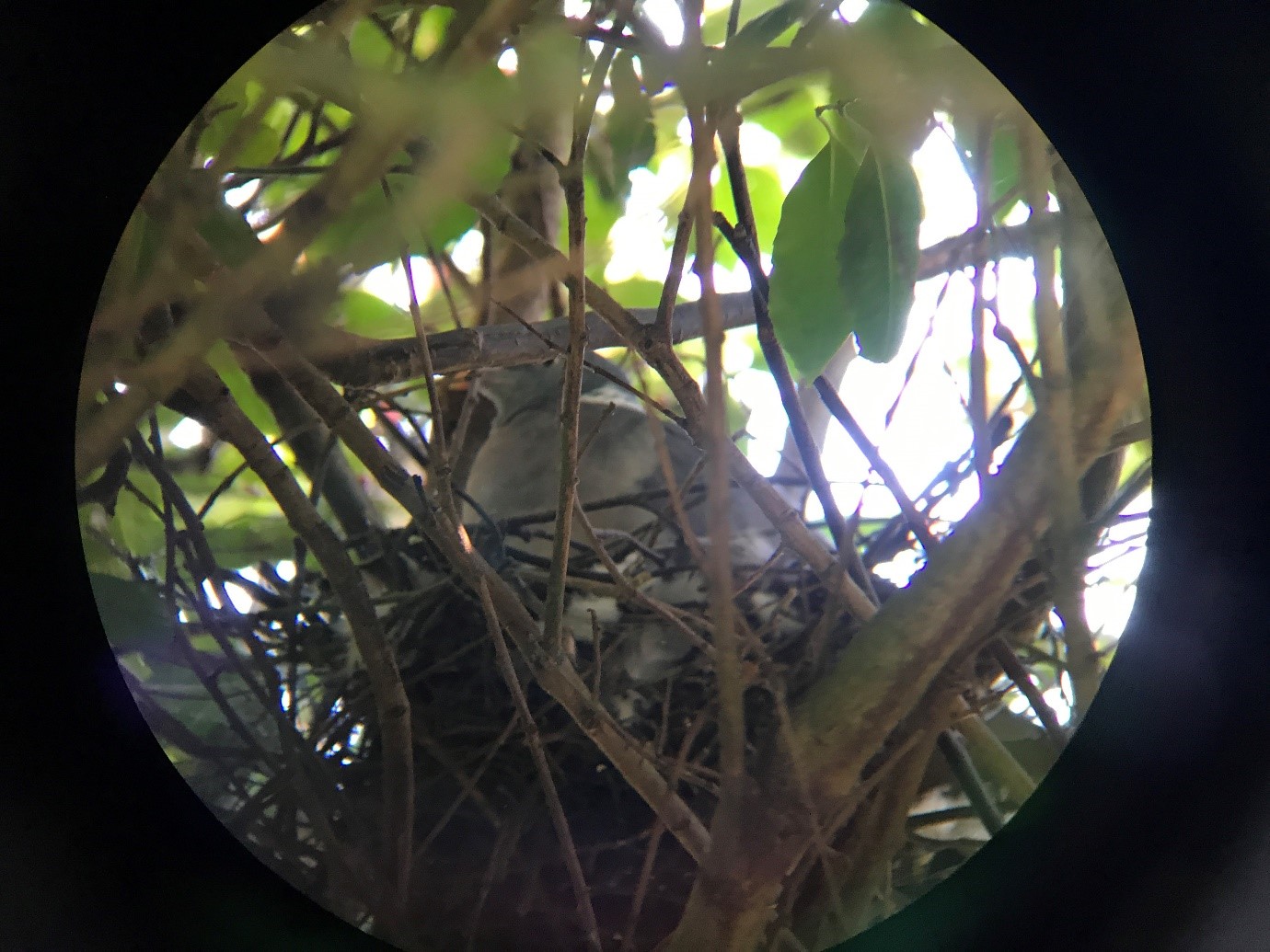 Happy Birds, Happy Clients at Seahouses Middle School - EcoEireann