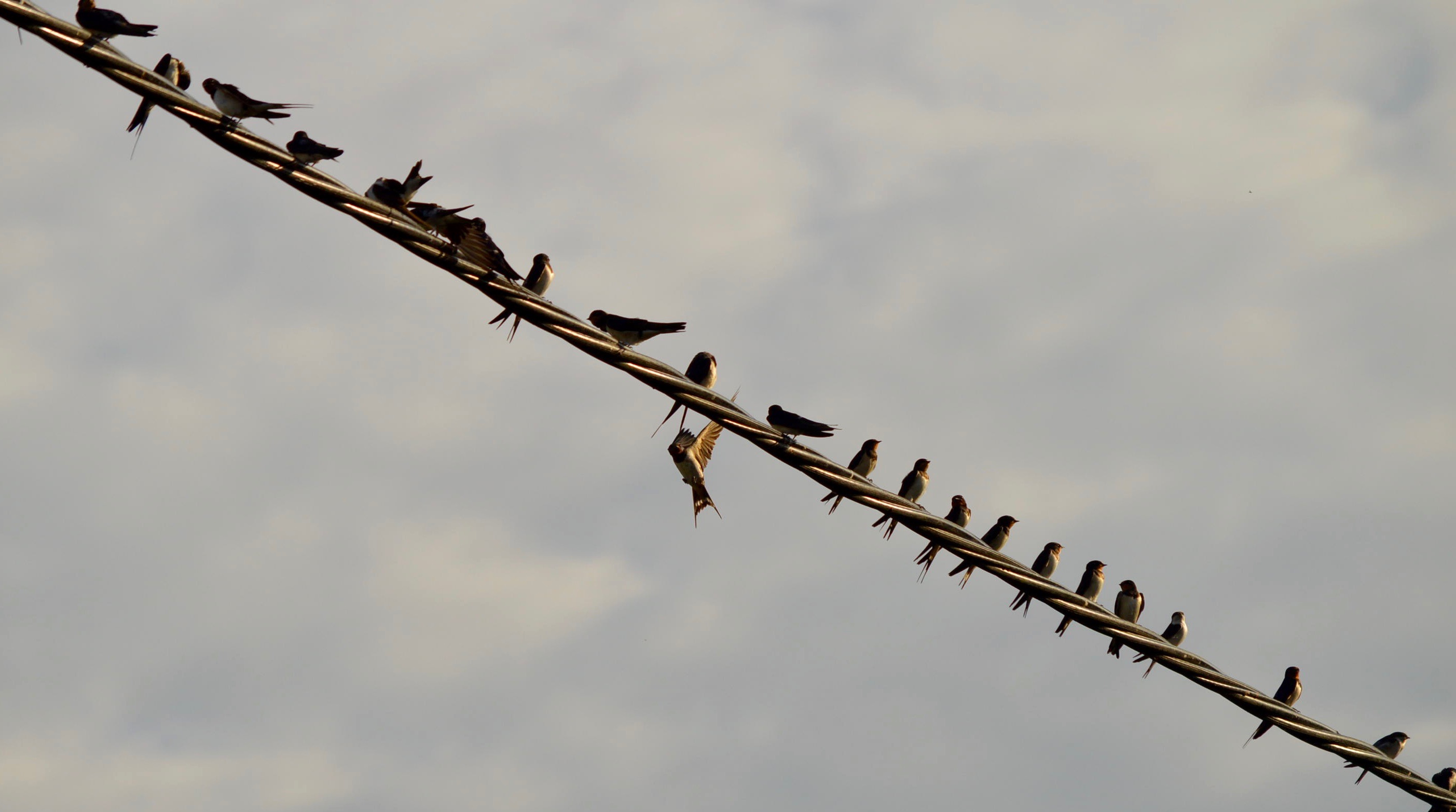 Struggling for Space - Scott - Whitton, 07.09.16 - EcoEireann